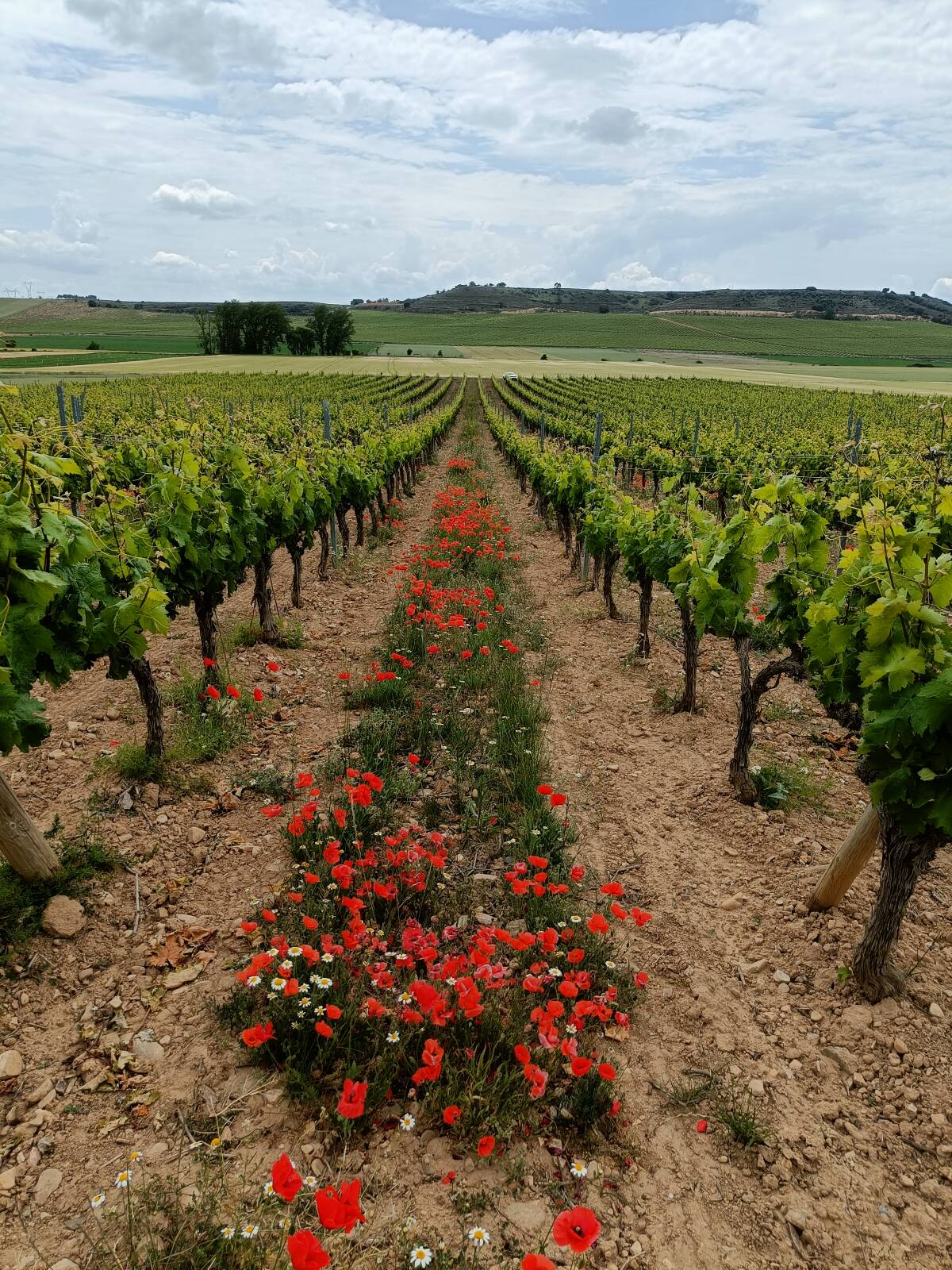 vendimia, en ecologico, vendimia en rioja, vendimia 2023, vinos premium ...